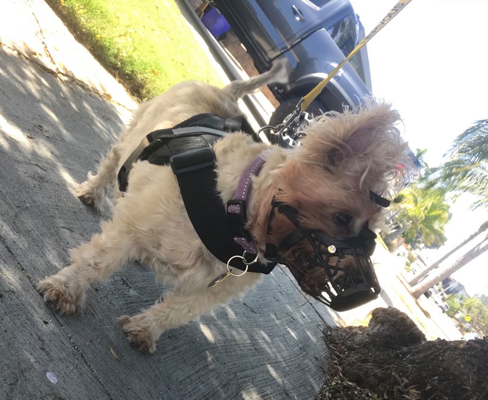 The Blond Potato… or why does your dog wear a muzzle? – Rhys Ford