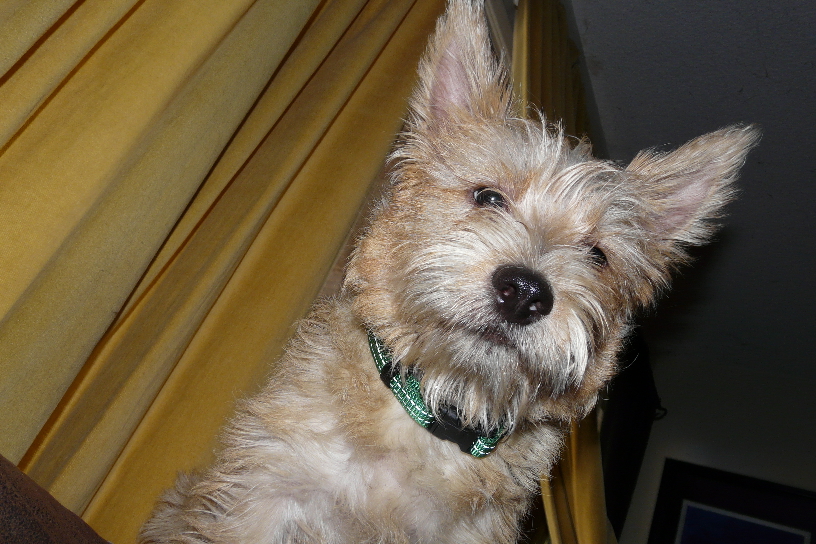 The Blond Potato… or why does your dog wear a muzzle? – Rhys Ford